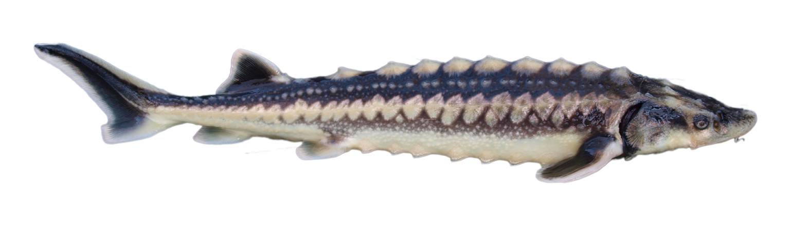 Sturgeons – LIFE-Boat4Sturgeon