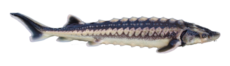 Sturgeons – LIFE-Boat4Sturgeon
