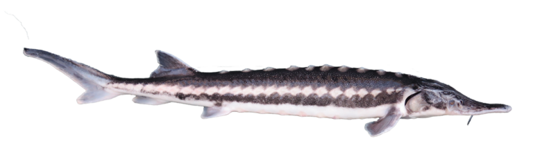 Sturgeons – LIFE-Boat4Sturgeon