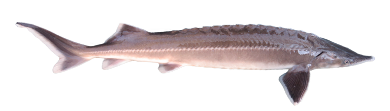 Sturgeons – LIFE-Boat4Sturgeon